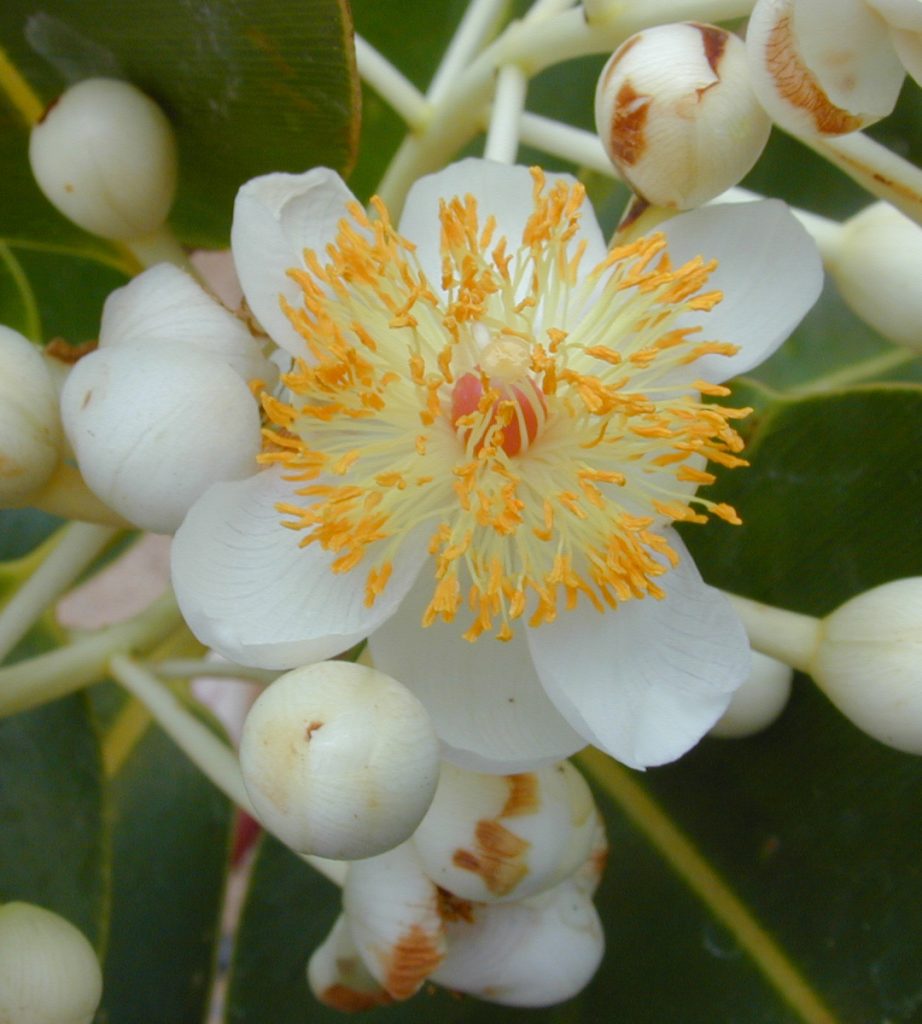 The Quest for the Fountain of Youth. Tamanu Oil? - Keys Pure Skincare