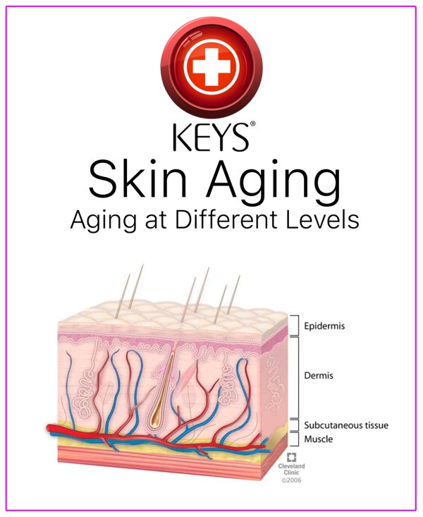 Skin Aging Process - Keys Pure Skincare