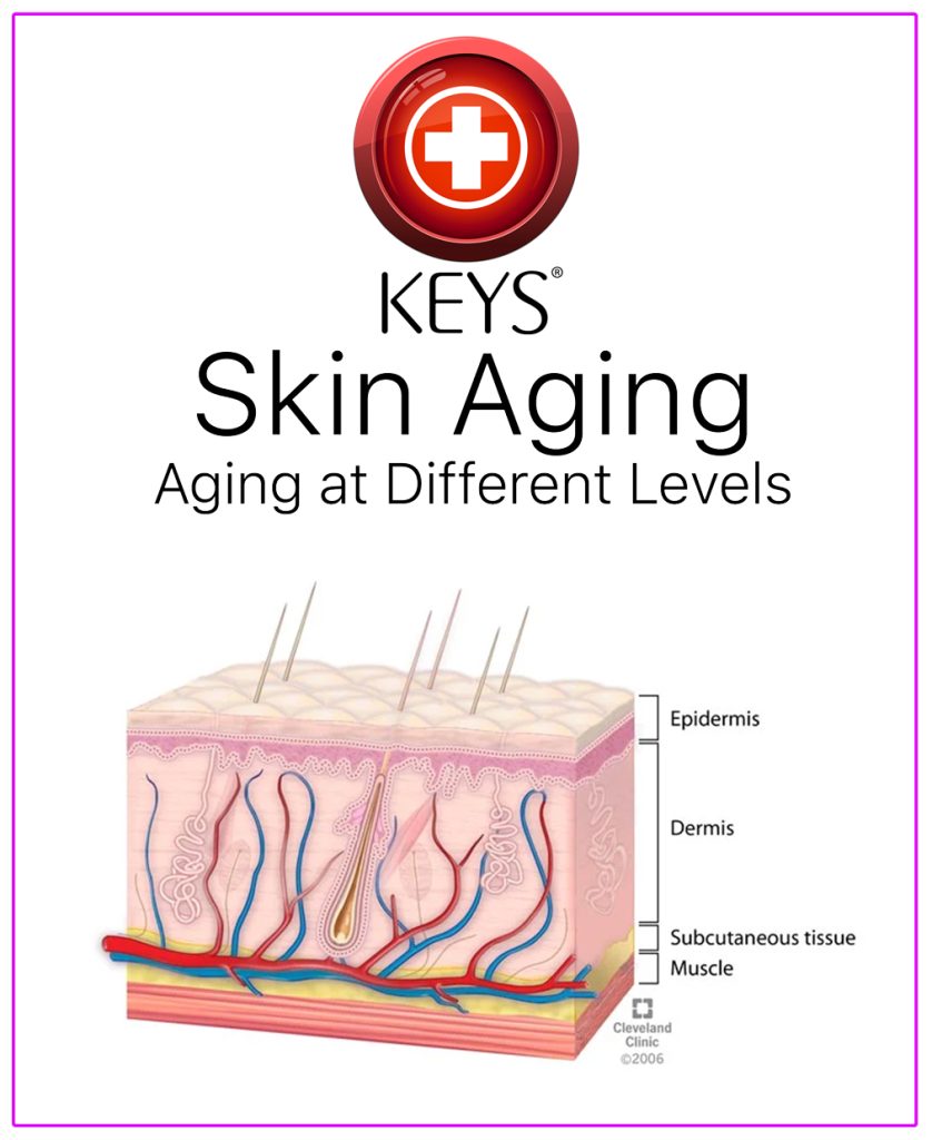 Skin Aging Process - Keys Pure Skincare