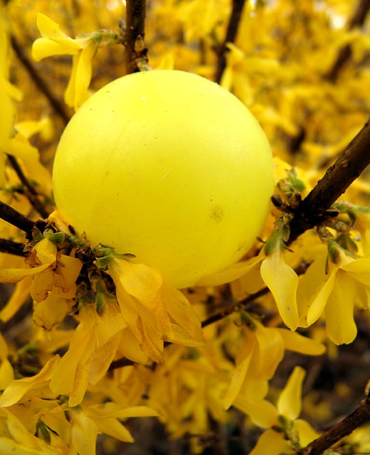 forsythia fruit
